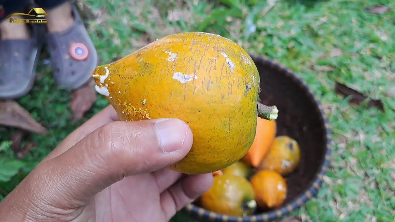 PANEN BUAH CAMPOLEH DI KAMPUNG HALAMAN DAPAT BANYAK_SUASANA PEDESAAN ...