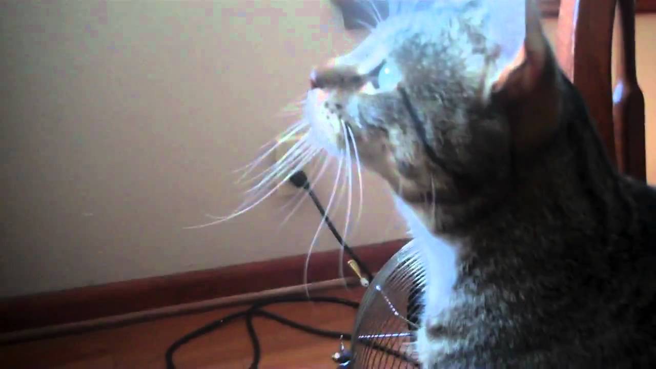 Cat Chattering At Birds Youtube