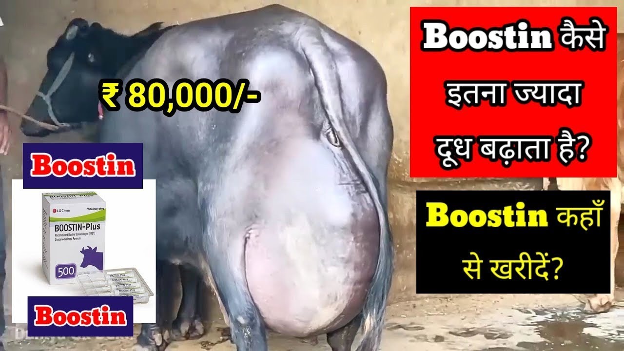 Boostin कैसे इतना ज्यादा दूध बढ़ाता है? Boostin कहाँ से खरीदें? कीमत ...