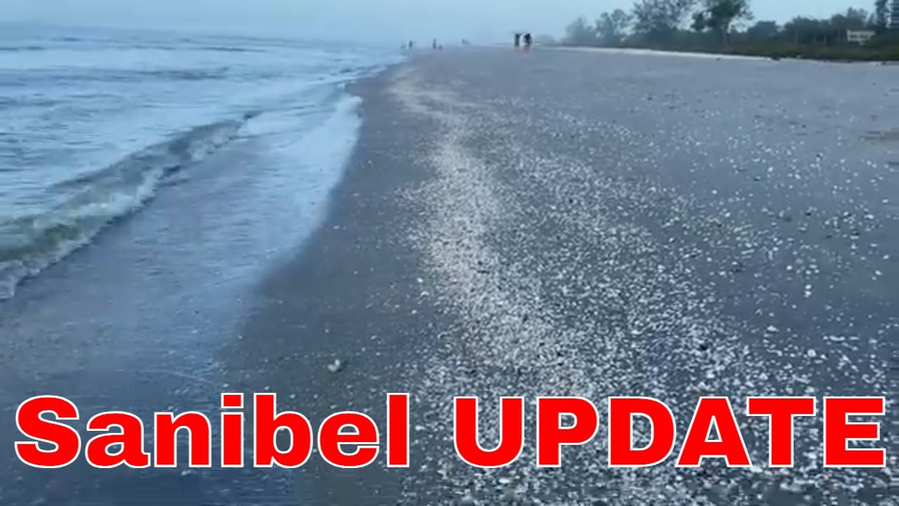 Sanibel & SWFL- UPDATE 1/13/23 - Insurance, CROW, Outdoor Gallery - YouTube
