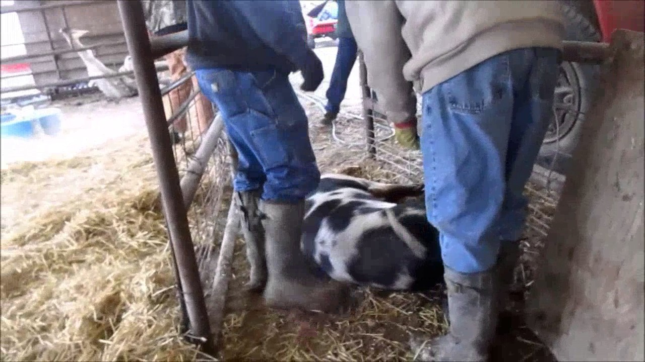 Took 3 shots to kill this pig - YouTube