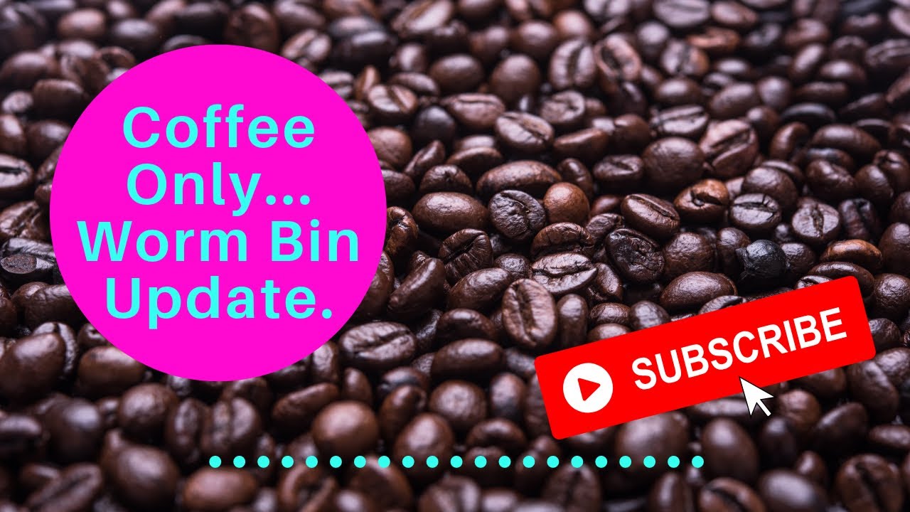 Coffee Bin Update & Blue vs. Red Worm Comparison Conversation - YouTube