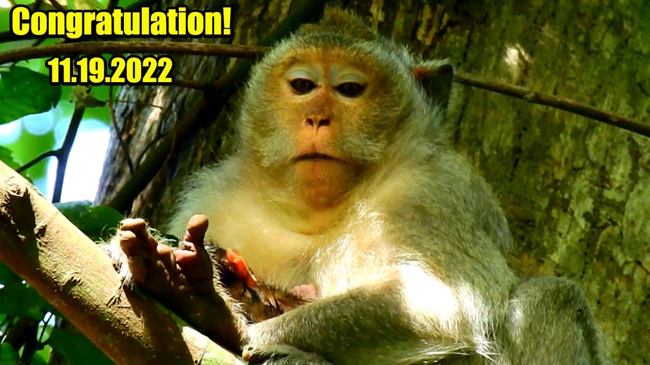 Congratulation! Duches Monkey Give Birth Today Successful 11.19.2022 ...