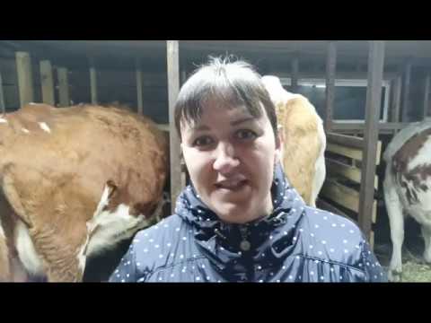 ДОЙКА КОРОВ🐮 В ПРЯМОМ ЭФИРЕ! СТРИМ😅 - YouTube
