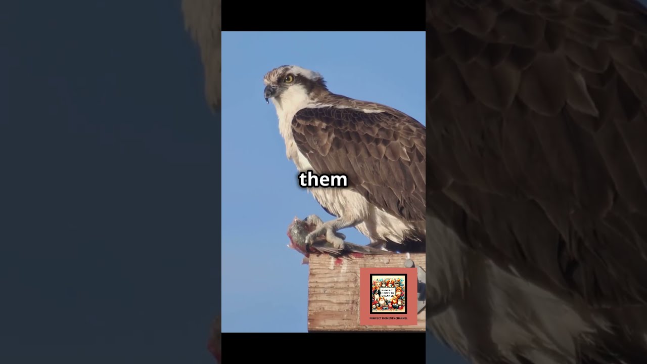 Unveiling the Majesty: What Does a Real Seahawk Bird Look Like? - Eco ...