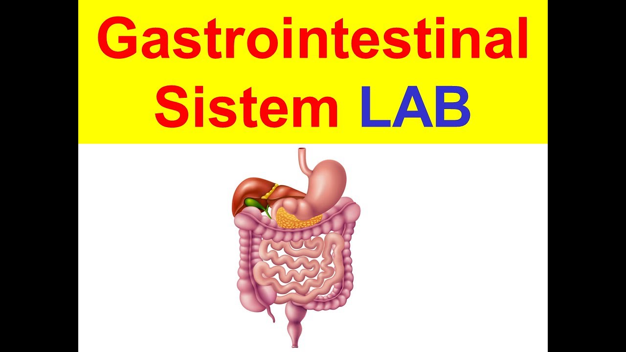 Gastrointestinal System Overall LAB - YouTube
