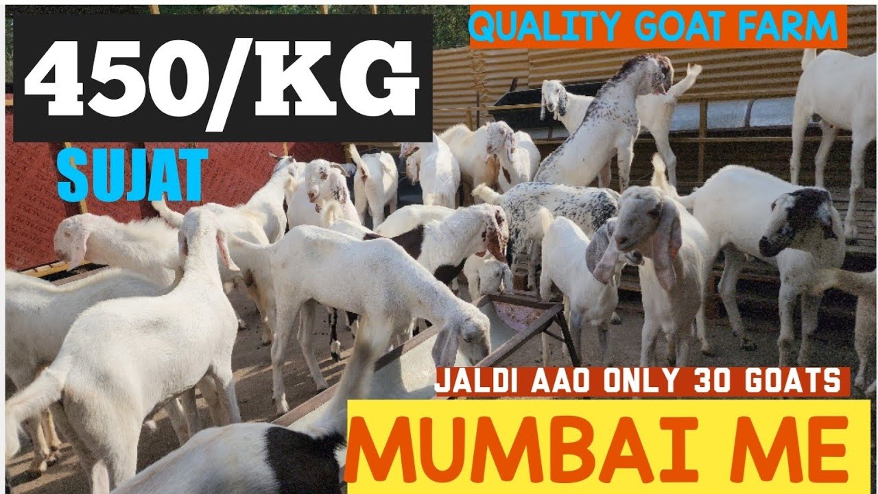 FULL CHANAS AB WHITE SUJAT LO ₹450/KG. SE CLIMATE SET BAKRE AT QUALITY ...