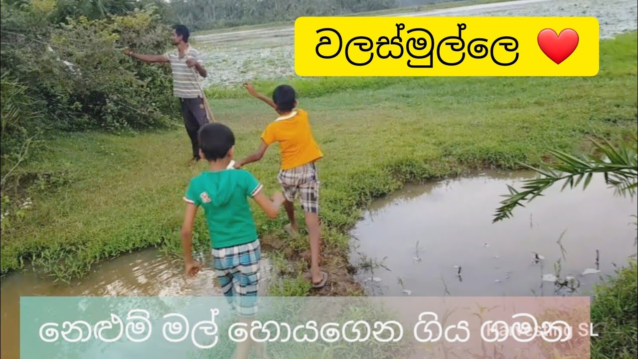 නෙළුම් මල් හොයාගෙන ගිය ගමන| වලස්මුල්ල | Lotus Flowers| Harvesting SL | Walasmulla - YouTube