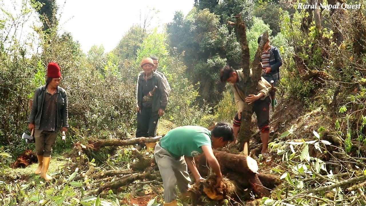 Jungle Life - YouTube