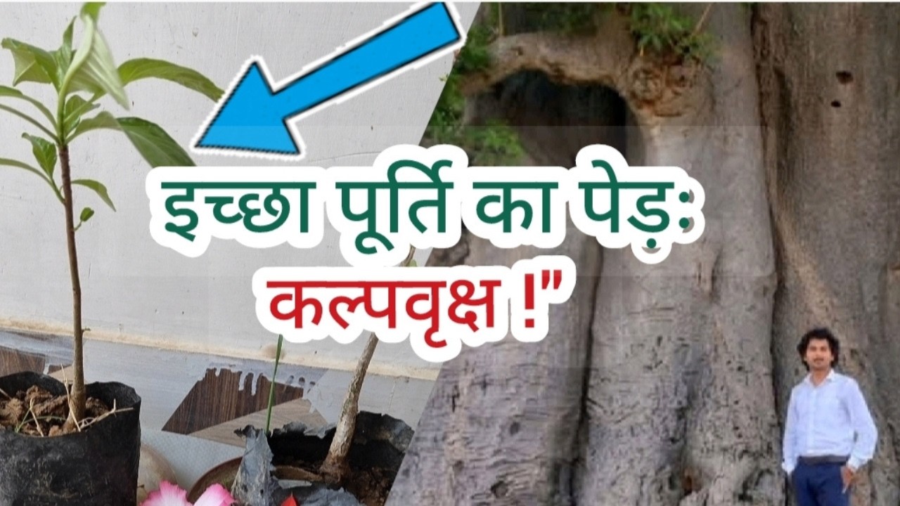 "इच्छा पूर्ण कल्पवृक्ष: स्वर्ग से आया आशीर्वाद | Kalpavriksha Plant ...