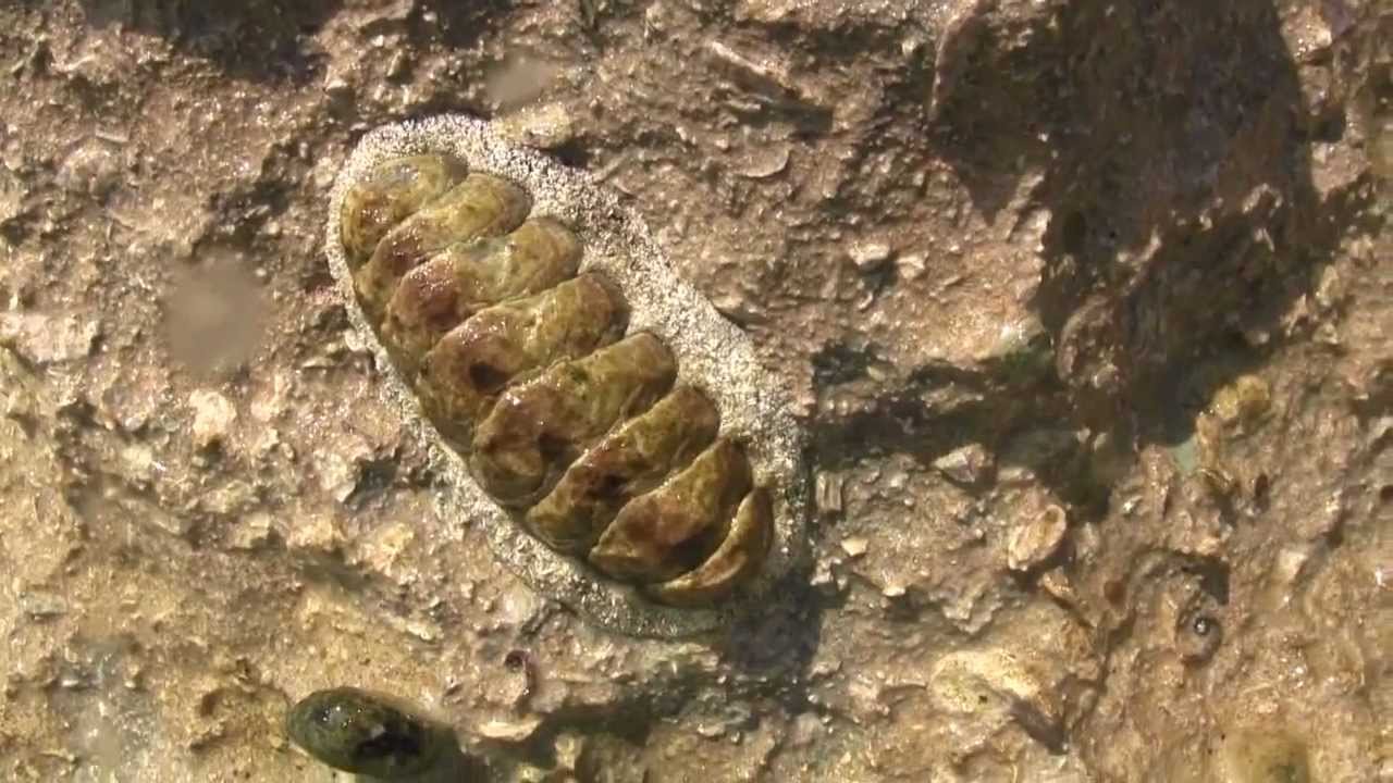 Quitón (Chiton tuberculatus) - Chiton - YouTube