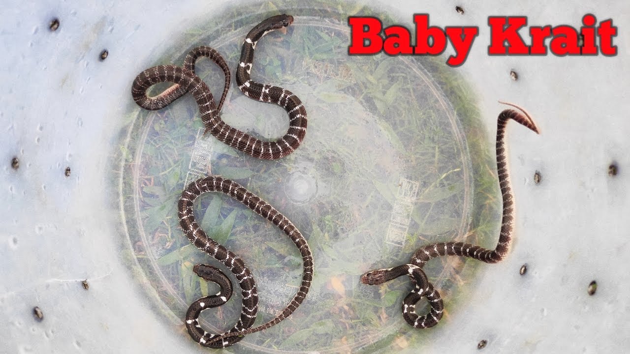 Baby Common Krait Snake | Rescue and Release | Enayetpur Malda West ...