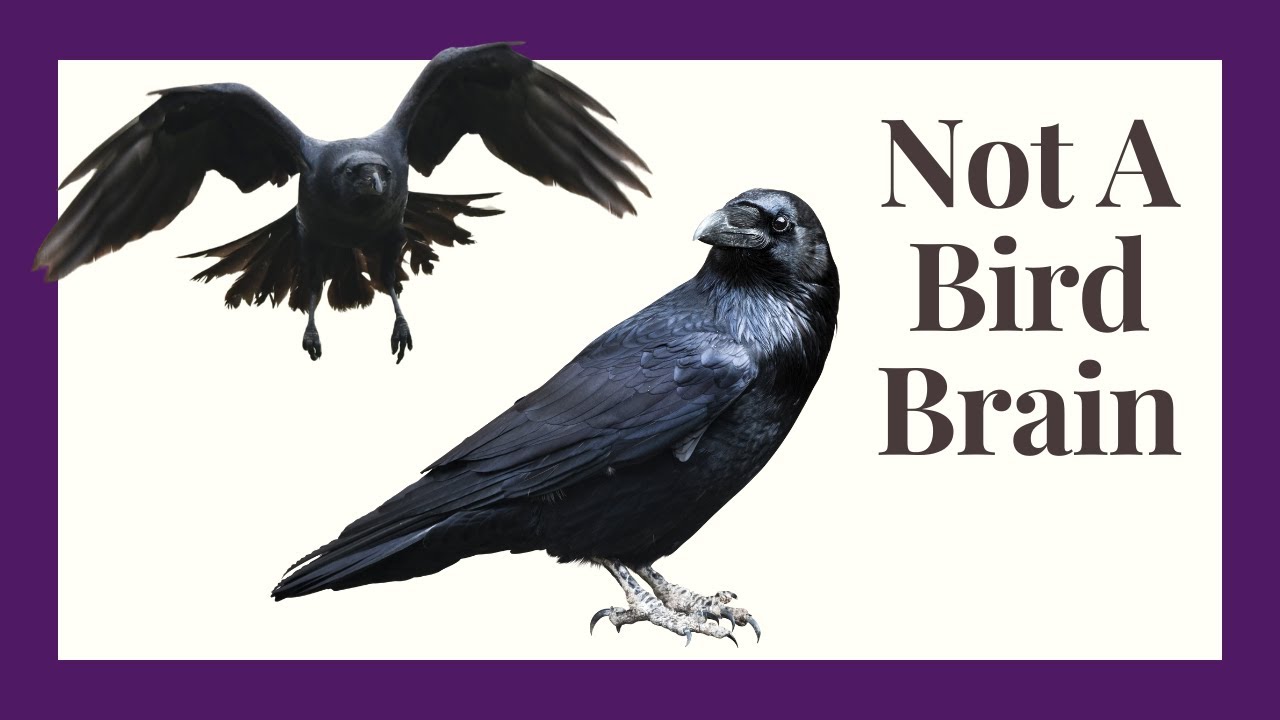 Ravens & Crows: Masters of Intelligence and Mystery - YouTube