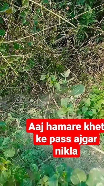 aaj hamare khet ke pass ajgar nikla - YouTube