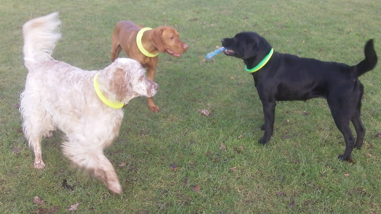 English Setter, Vizsla and Labrador on a mission. - YouTube
