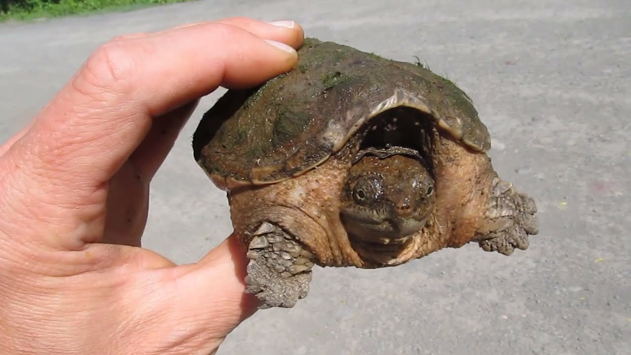 Juvenile Snapping turtle with deformed shell and Slider turtle - YouTube