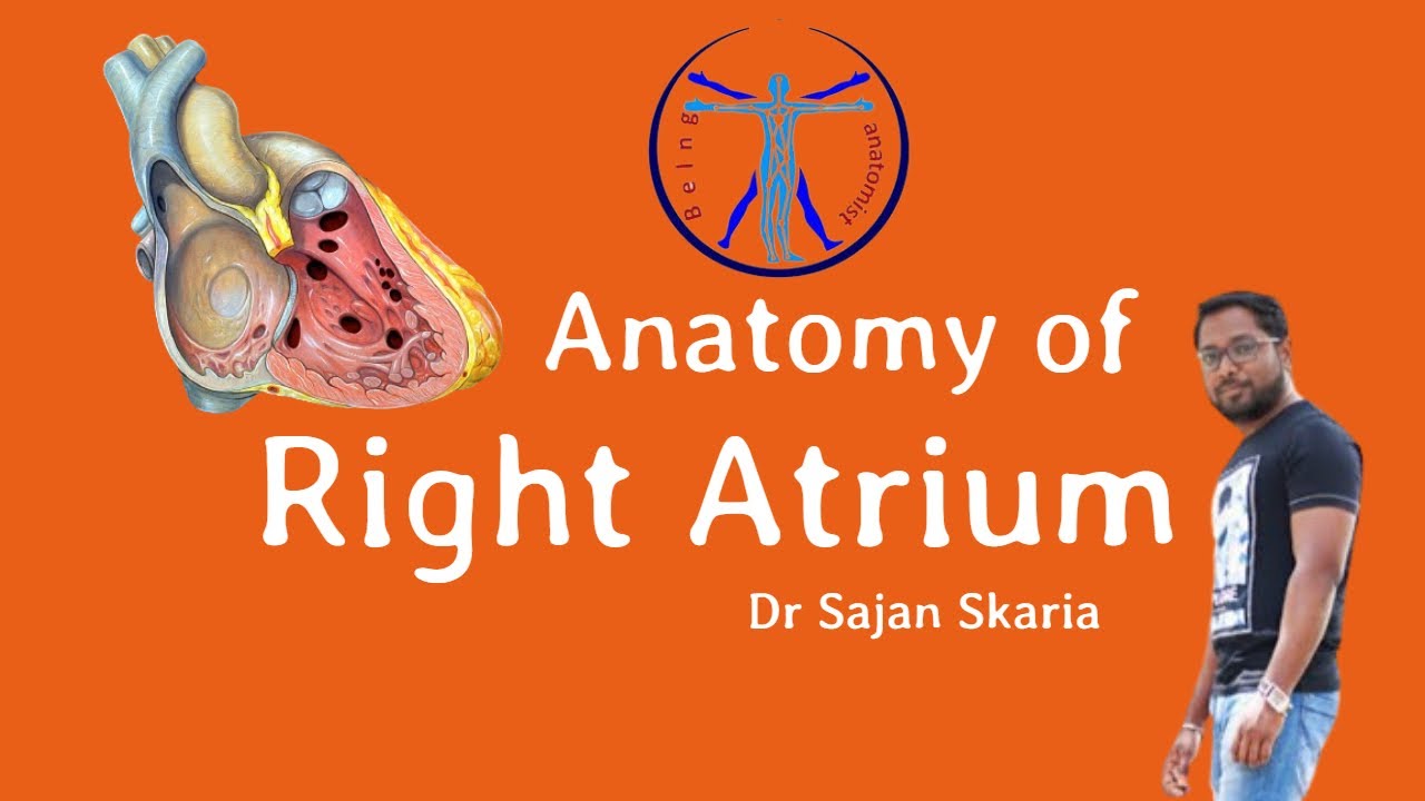 RIGHT ATRIUM - EXTERNAL FEATURES / INTERNAL FEATURES / INTER ATRIAL ...