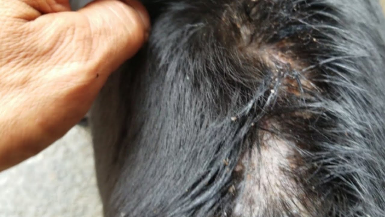 Dog Skin Disease! Galis ng Aso! - YouTube