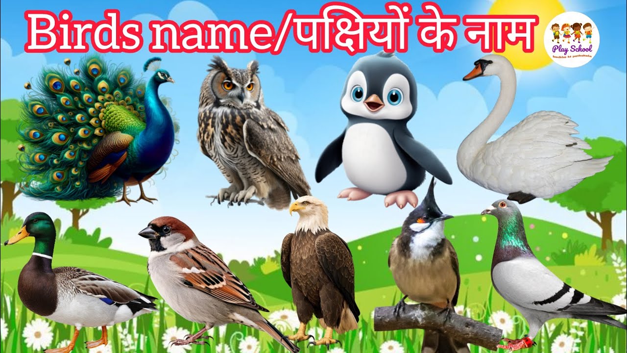 Birds name in English and Hindi|पक्षियों के नाम| pakshiyon ke naam ...