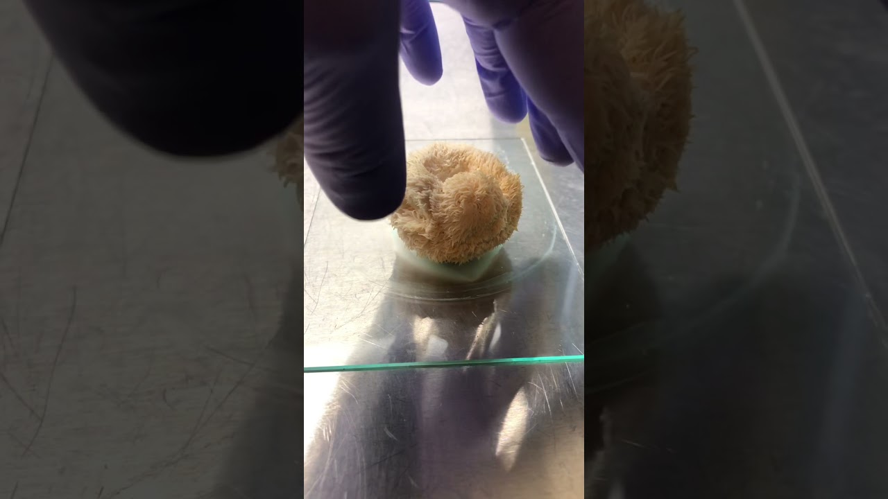 Lions Mane Spore Print #oddlysatisfying #fyp #sporeprint #mycology # ...