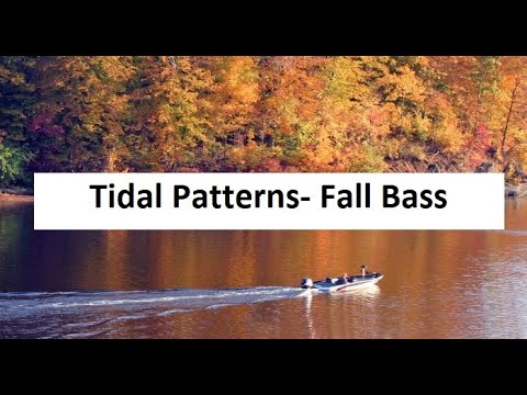 Tidal Bass- Fall patterns revealed. - YouTube
