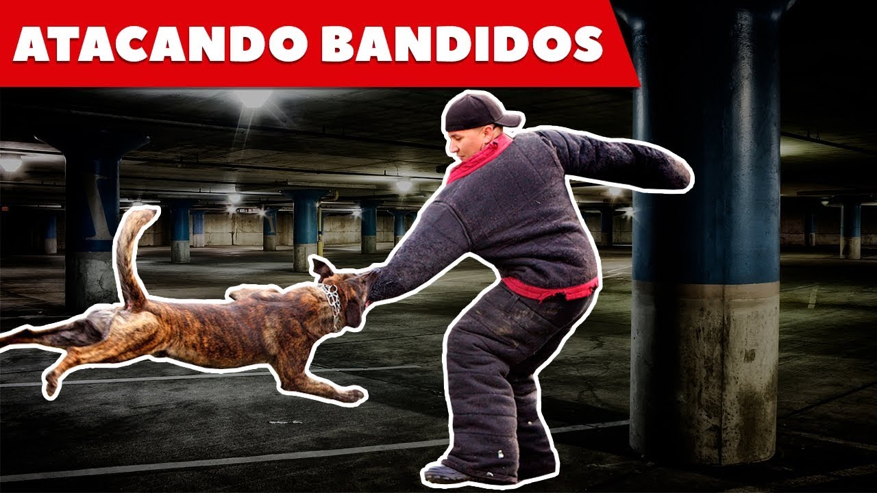 Caes treinados para atacar bandidos - YouTube