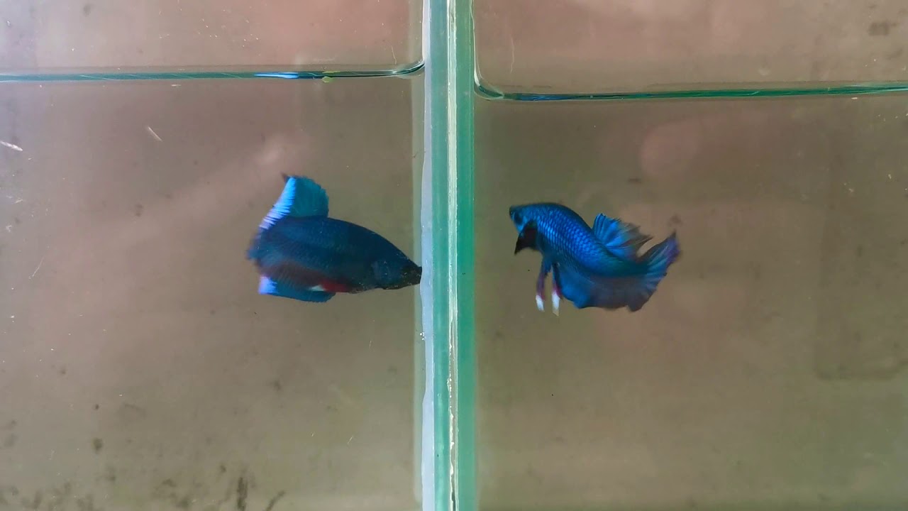 blue/green metallic betta - YouTube