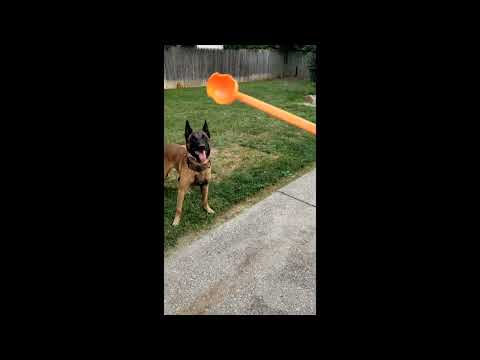 Belgian malinois Kayne. gets a new toy you be the judge to see if he give it 2 paws up. your 🐕will ❤