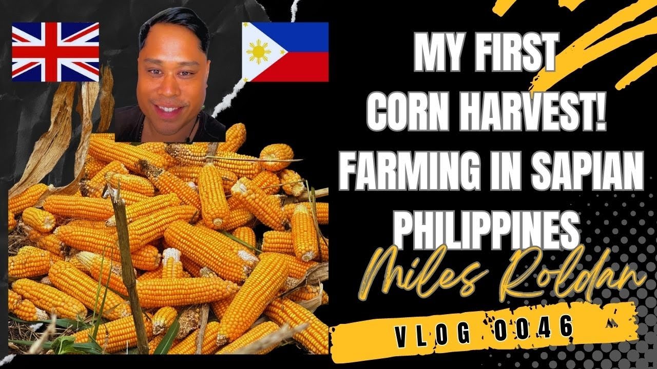 VLOG 46: UK BORN FILIPINO HARVESTS CORN IN THE PHILIPPINES PROVINCE FOR ...