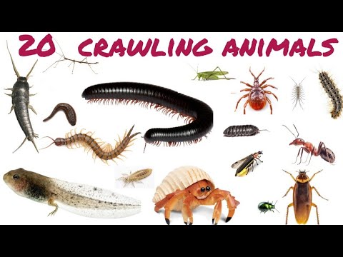 20 Crawling Animals for Kids | Learn Names & Facts with Fun 🐛🦀🐌 ...