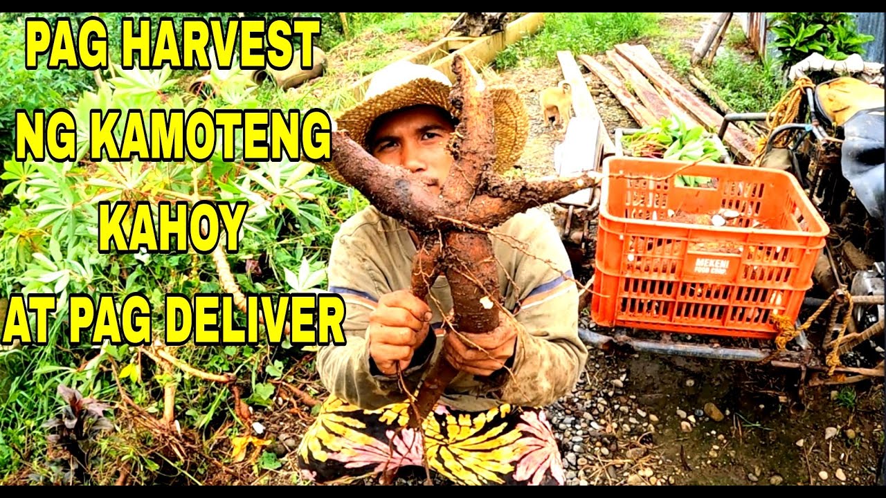 KAMOTENG KAHOY HARVEST DELIVER - YouTube