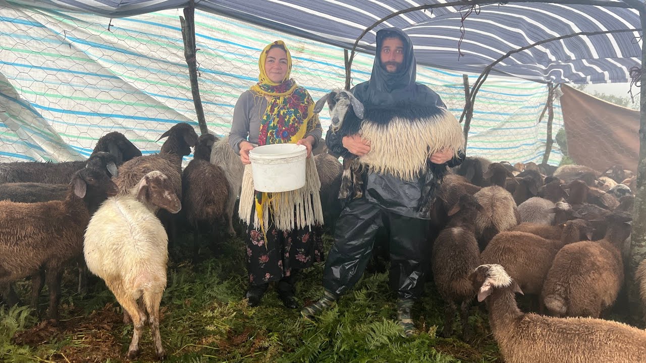 Rainy Day in Mountain and Making Shelter for Sheep Cattle with Tent ...