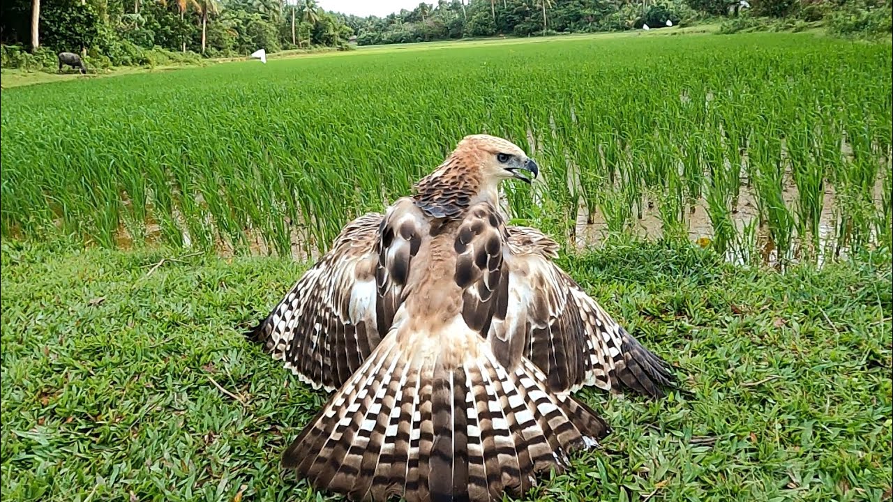 ANG MABAIT NA SI BAGWIS BINABANTAYAN Si MAGAYON - YouTube