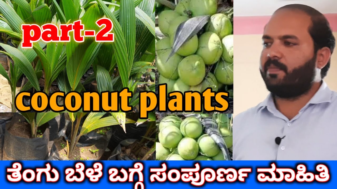 Coconut Planting Method | Coconut Tree Plantation | Tengu Krushi ...