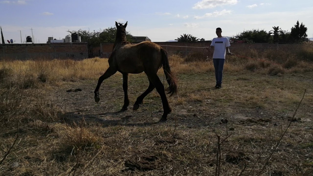 Potranca cuafrisian - YouTube