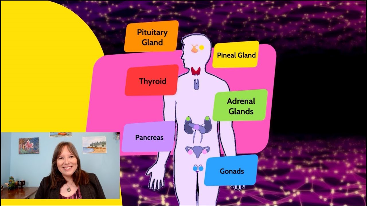Endocrine System: Intro Psychology, Biopsychology #7 - YouTube