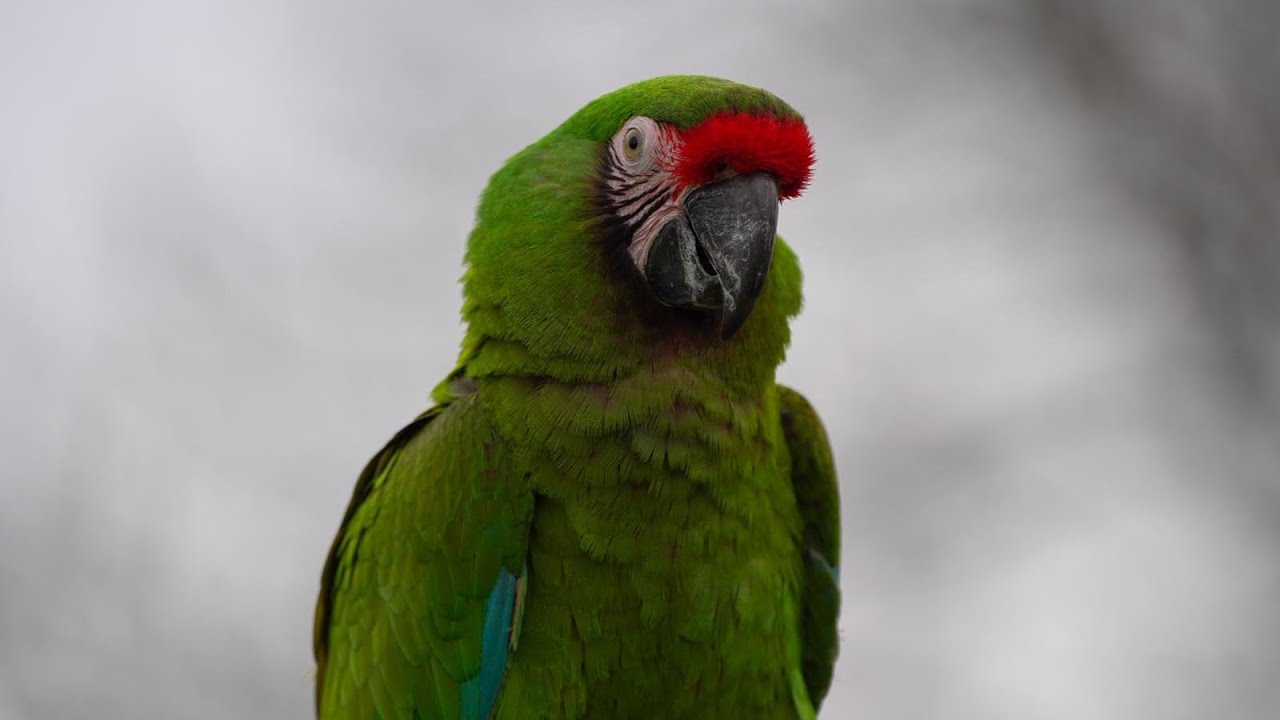 Sophia the dancing macaw! | showering parrot | ONE VERY HAPPY PARROT ...
