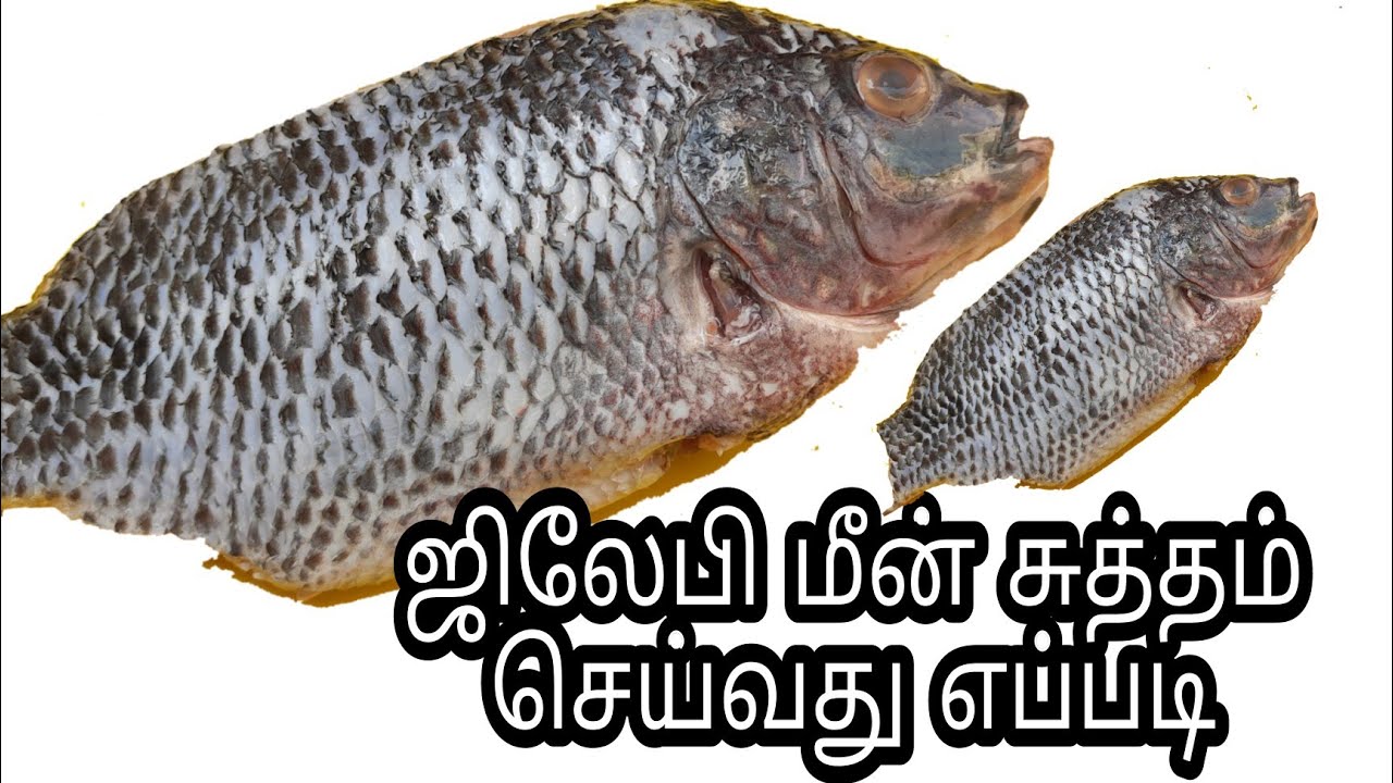 ஜிலேபி மீன் சுத்தம் செய்வது எப்படி || Jilebi Fish cleaning Tamil ...
