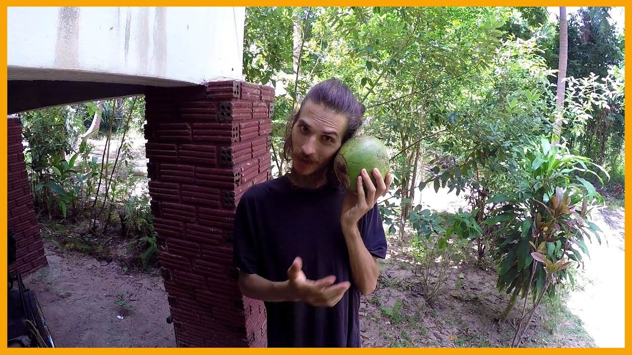 HOW TO TELL IF A COCONUT IS YOUNG OR MATURE: THE TAPPING METHOD - YouTube