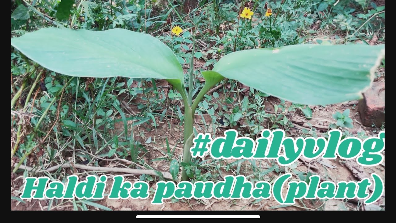 Mere bagan (garden) mae haldi ka paudha (plant) …. #dailyvlog - YouTube