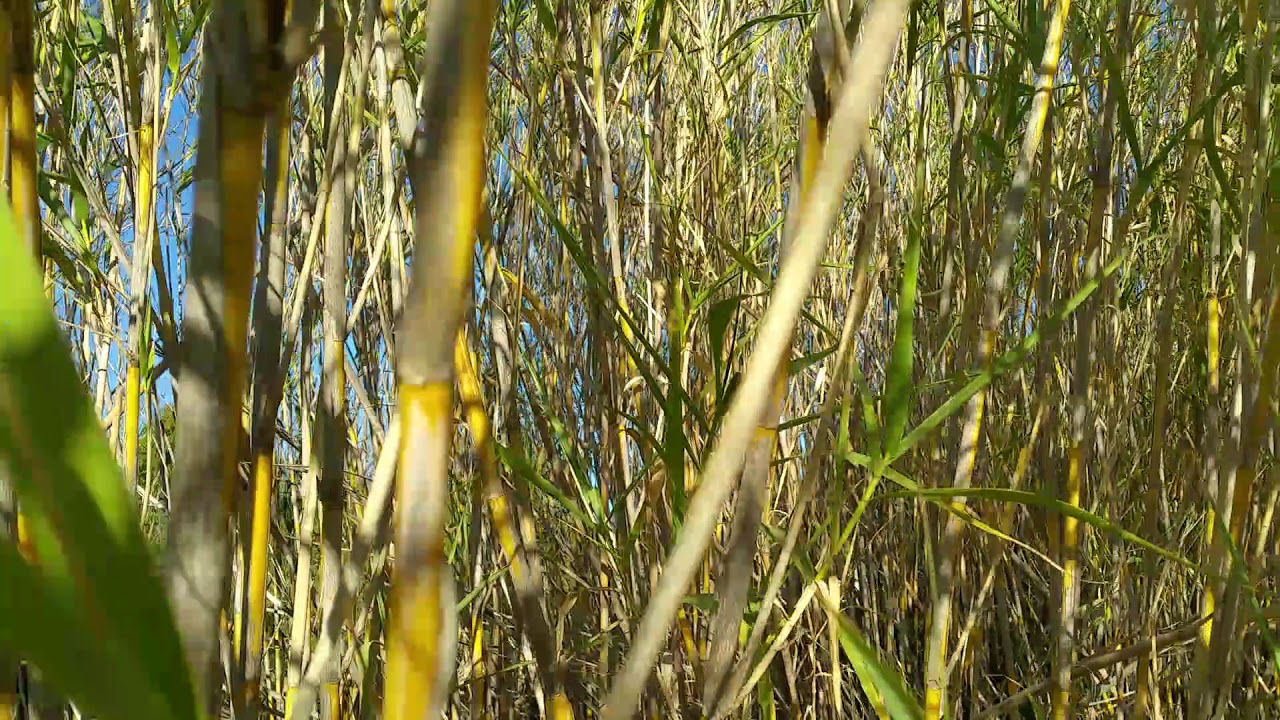 wind burst between the bamboo canes - Sound Theory Basic - YouTube