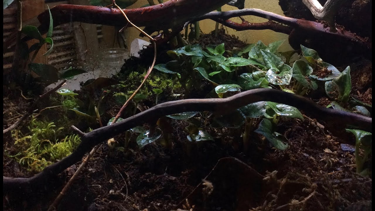 Vivarium Build: Plant Unboxing! More plants! - YouTube