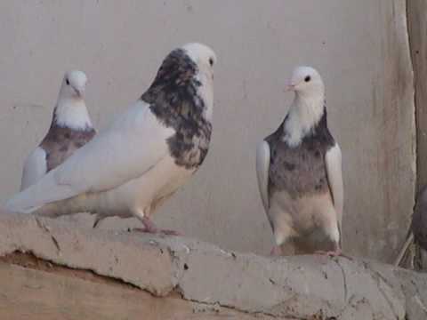 Iranian Kaftar Part 4 By Sammy - YouTube