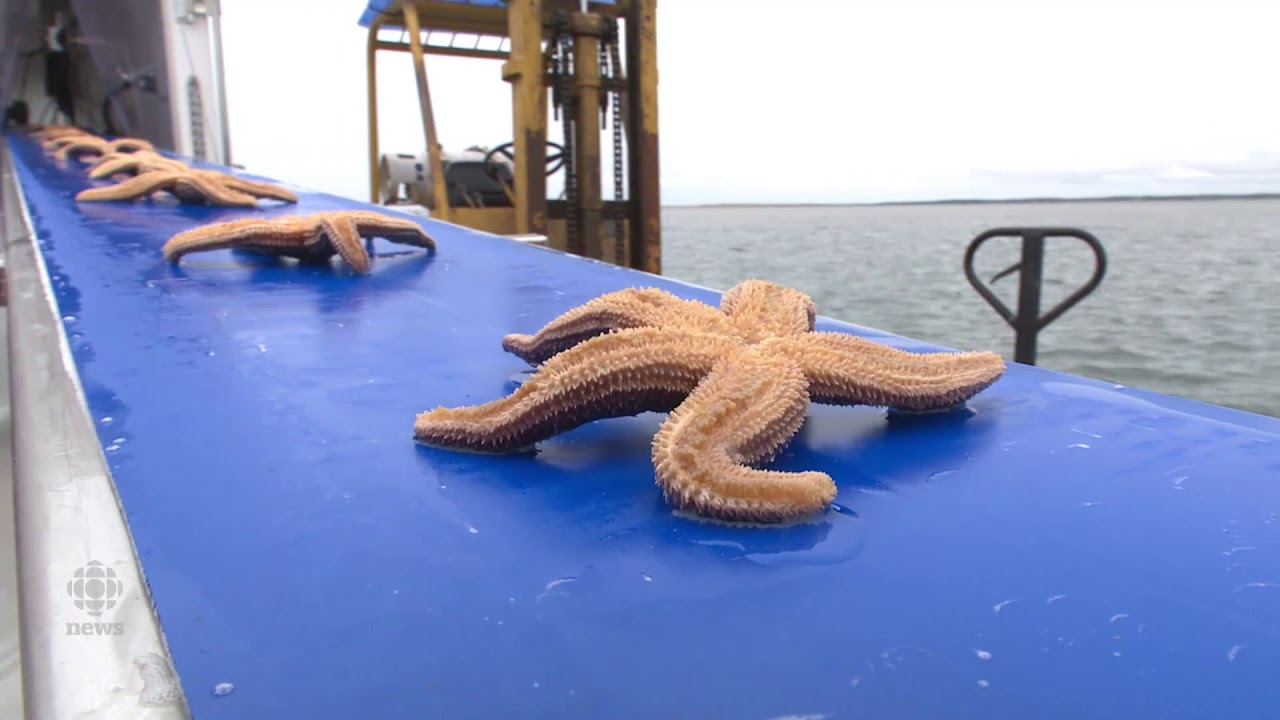 Former fisherman works ‘milking’ starfish for use in cosmetics - YouTube