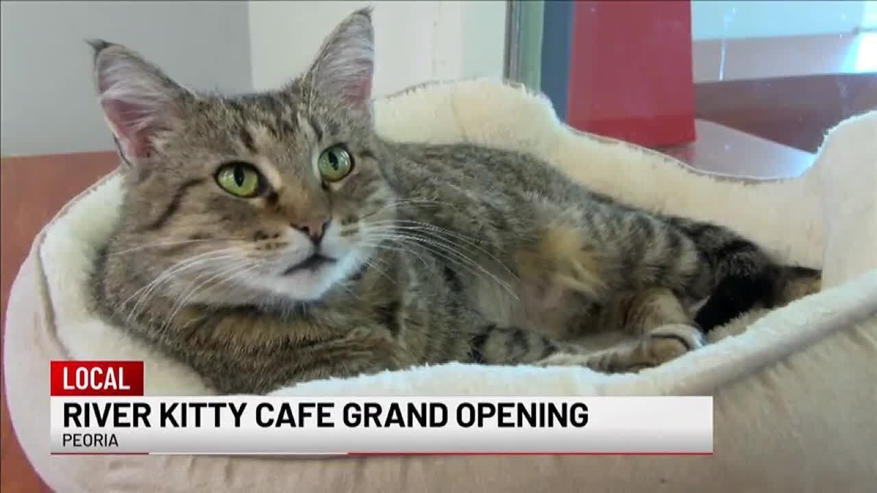 River Kitty Cafe fully booked on opening day - YouTube