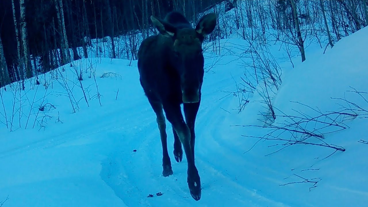 Alaska Cam Fox, Moose, Rabbits March 15, 2024 - YouTube