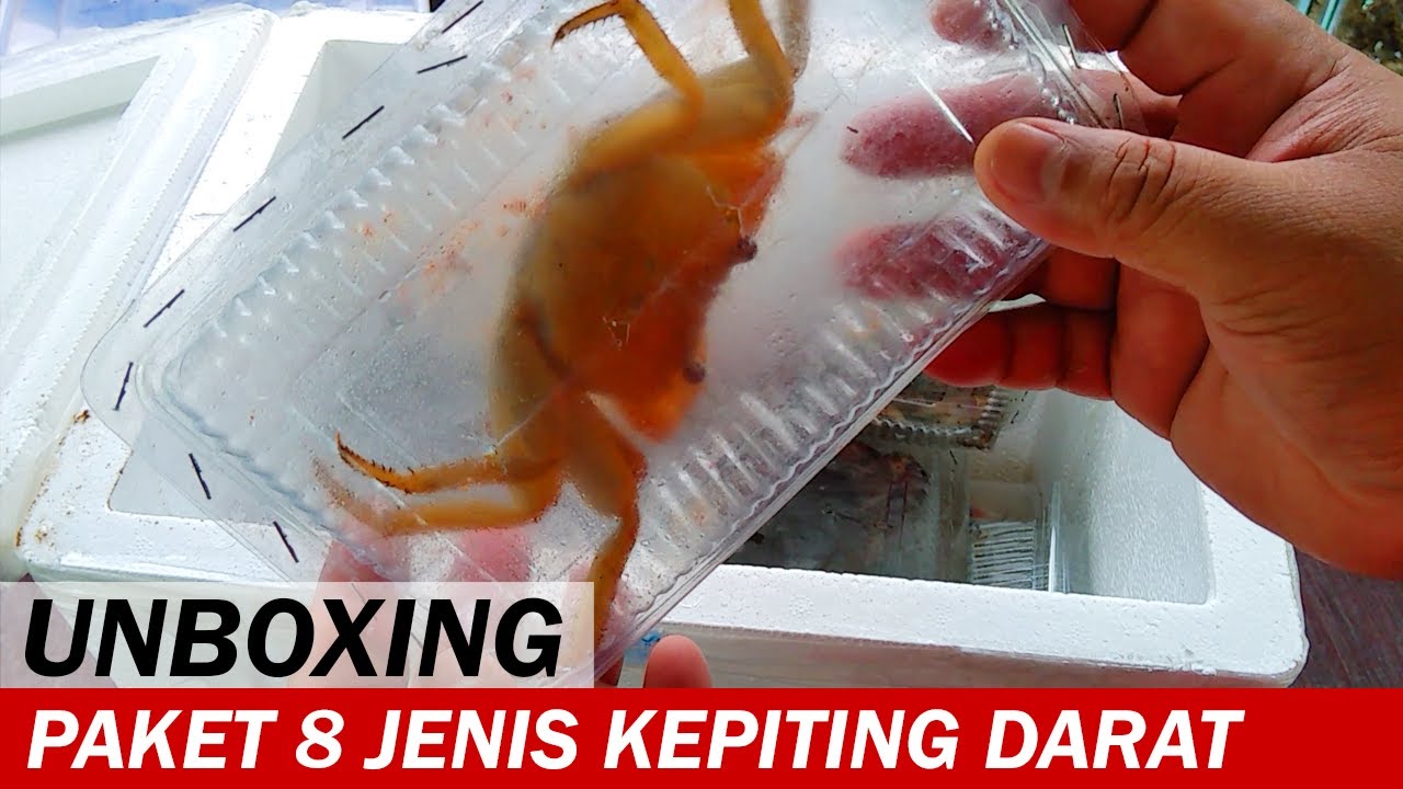 UNBOXING! Paket Delapan Jenis Kepiting Darat | Unboxing | Crabpedia ...