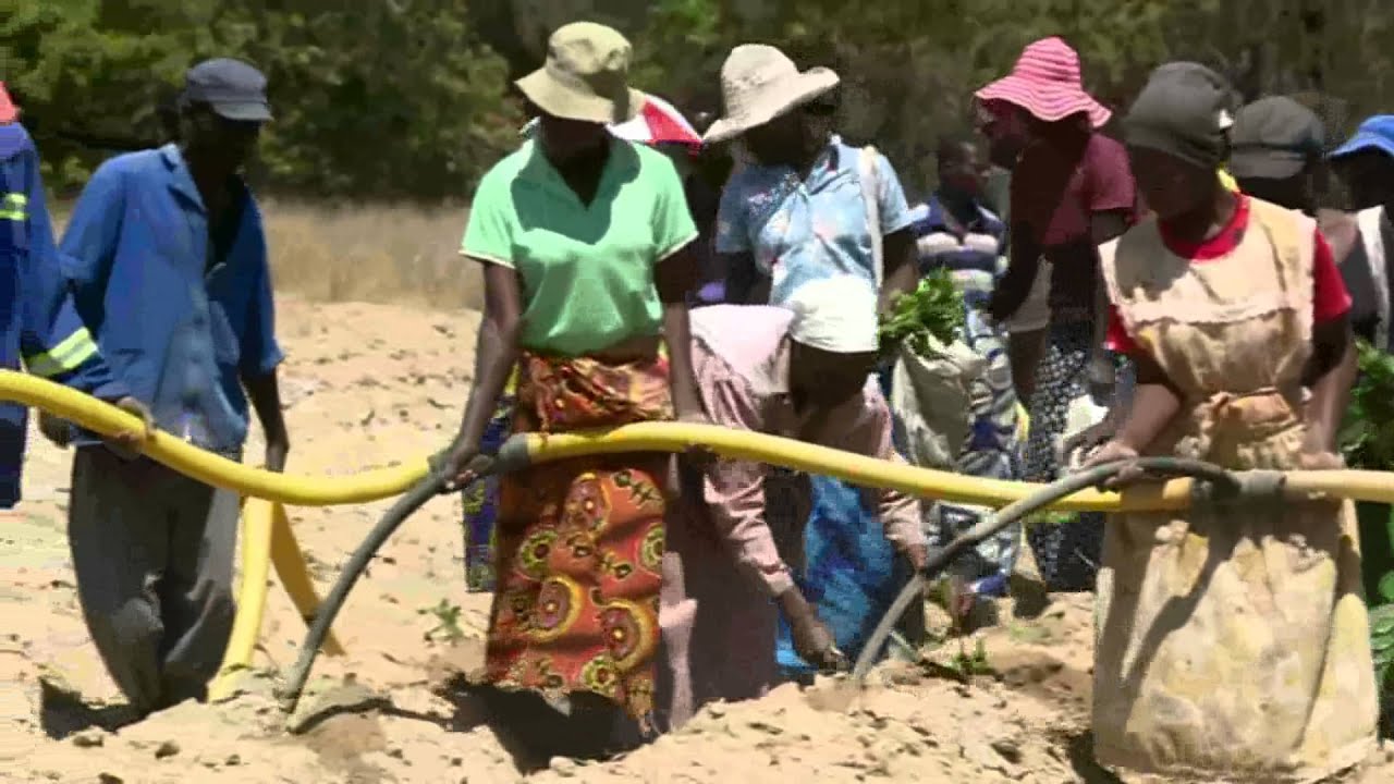 10 TRB Ridging Planting and Agronomic Practices - YouTube