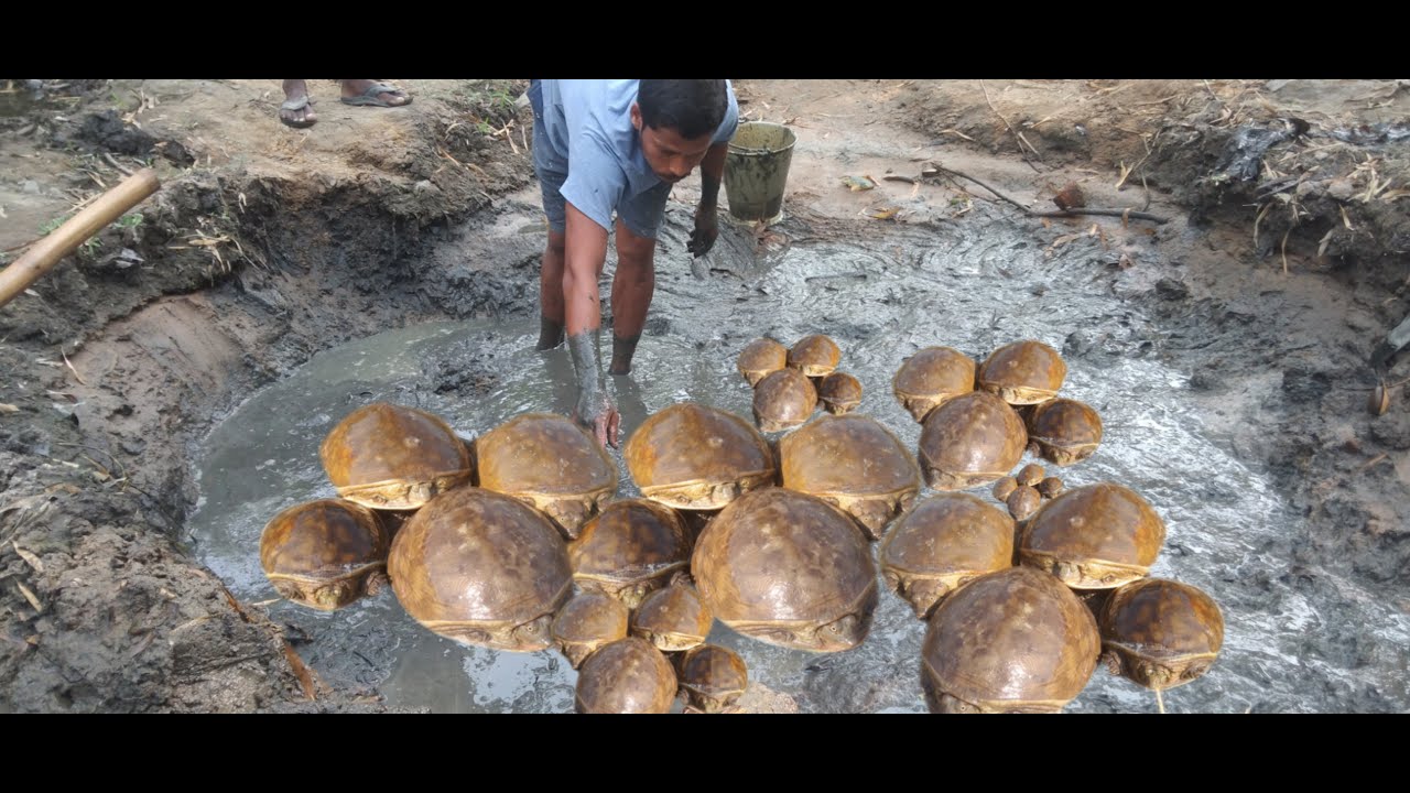 unbelievable tortoise catch - YouTube