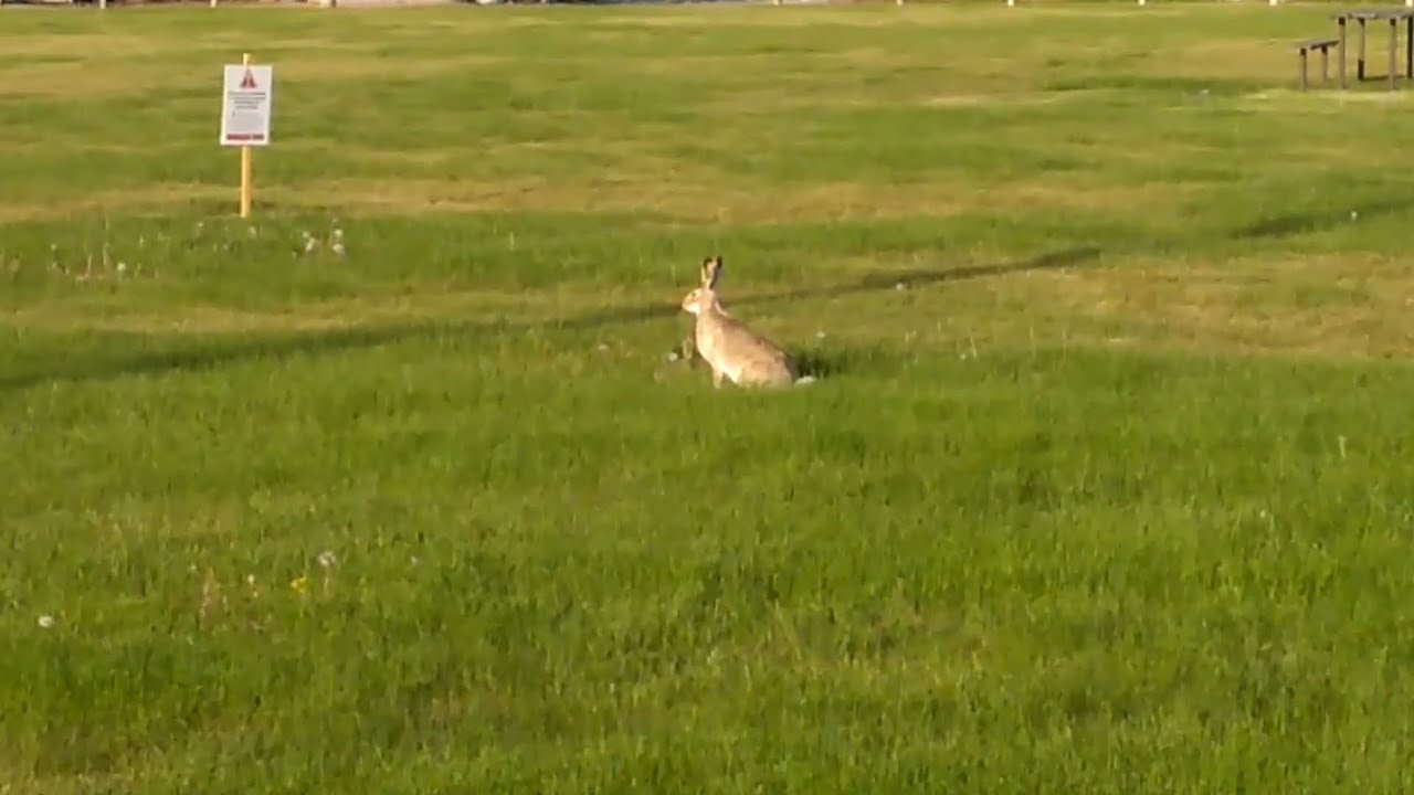 Mountain Cottontail Rabbit Found in Saskatoon, Canada - YouTube